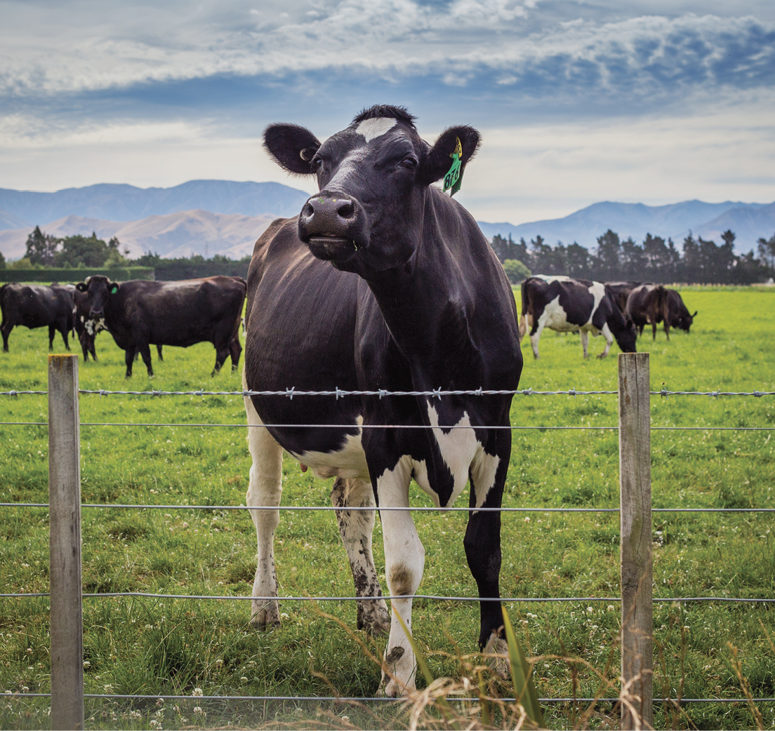 Dairy | PGG Wrightson